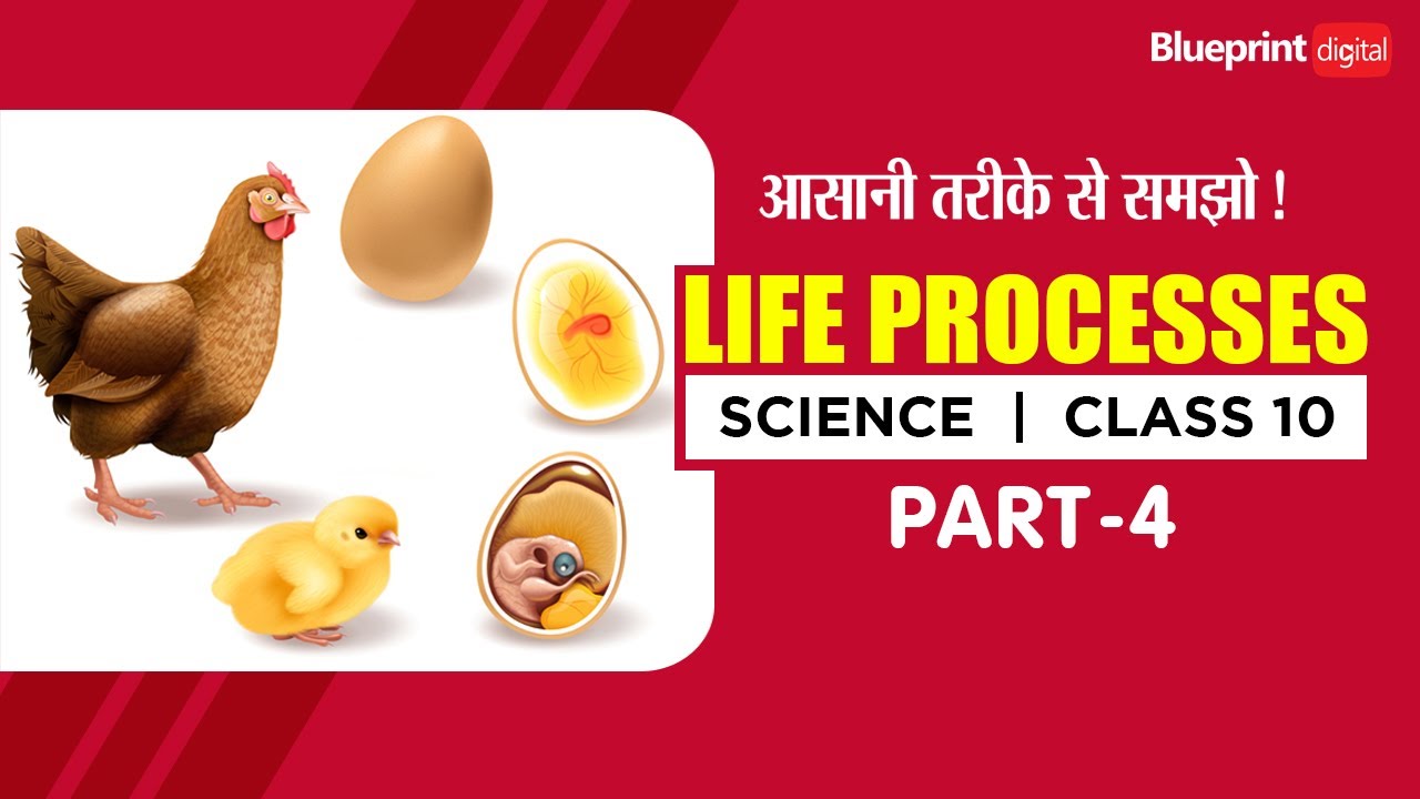 Life Processes Part 4 | Transportation in Humans | NCERT Science Class ...