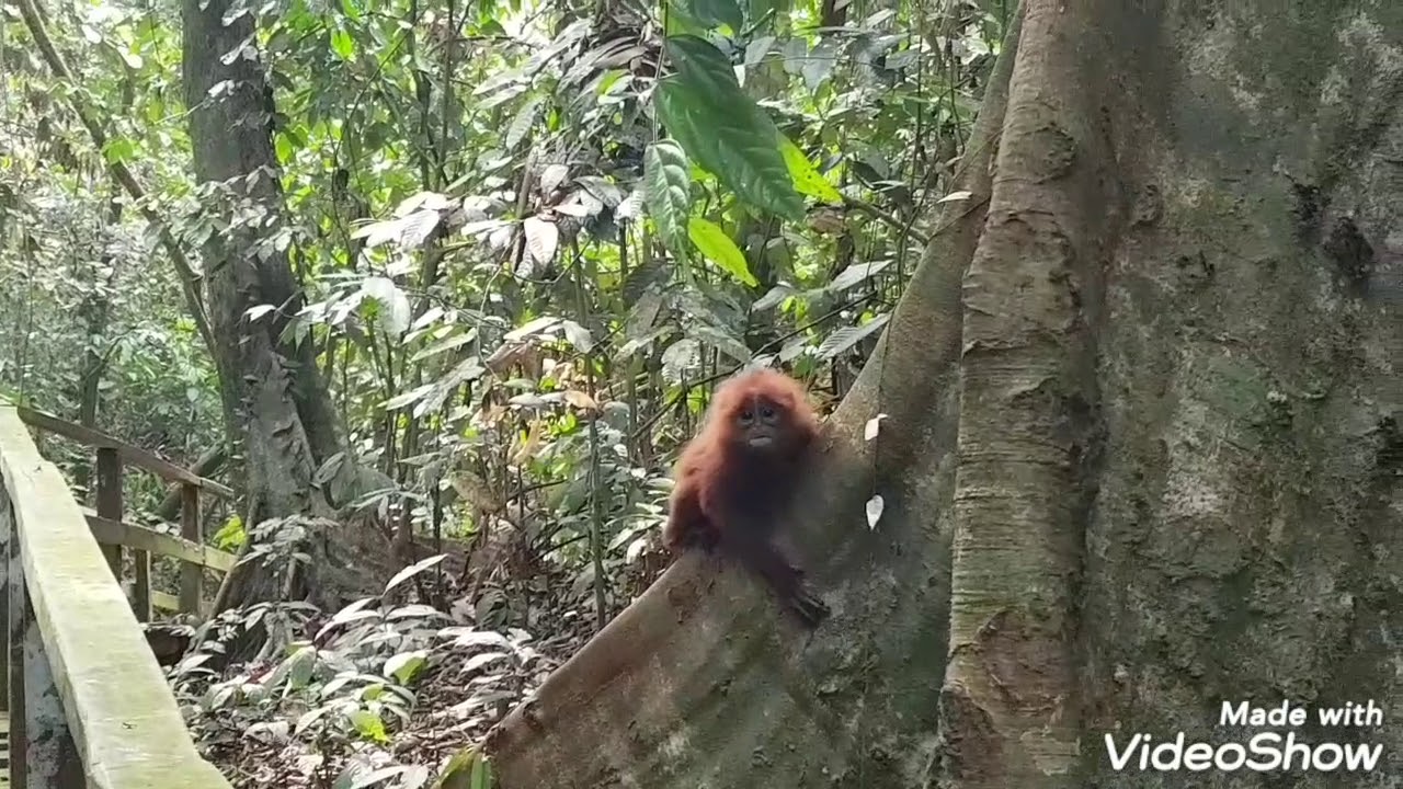 Red leaf monkey / maroon langur (sabah borneo) - YouTube
