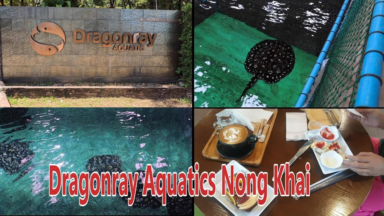 Nong Khai. Dragonray Aquatics. Home of the Diamond Ray - YouTube