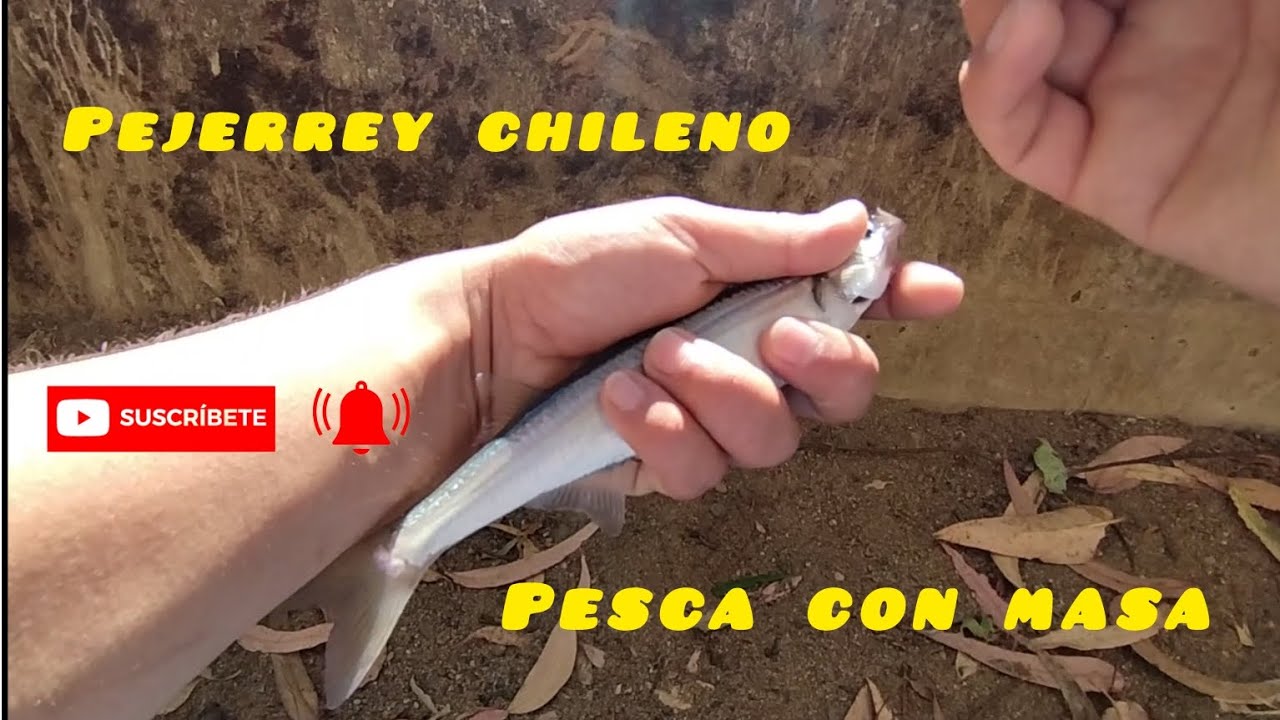 PESCA de PEJERREY CHILENO, pocos piques aún - YouTube