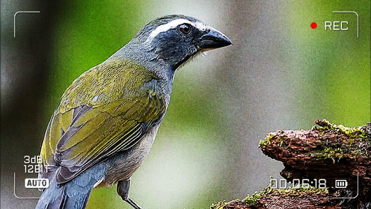 Canto Trinca-Ferro Repicador - YouTube