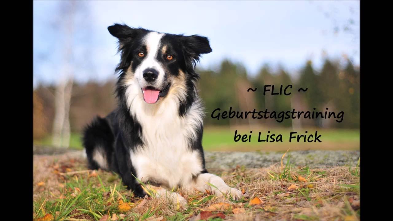 Flic (2 Jahre) - Agilitytraining bei Lisa Frick - YouTube