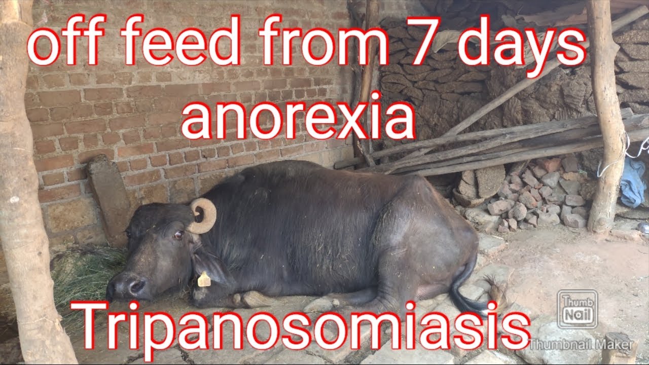 Surra in buffalo cow | Anorexia | Trips | off feed | - YouTube
