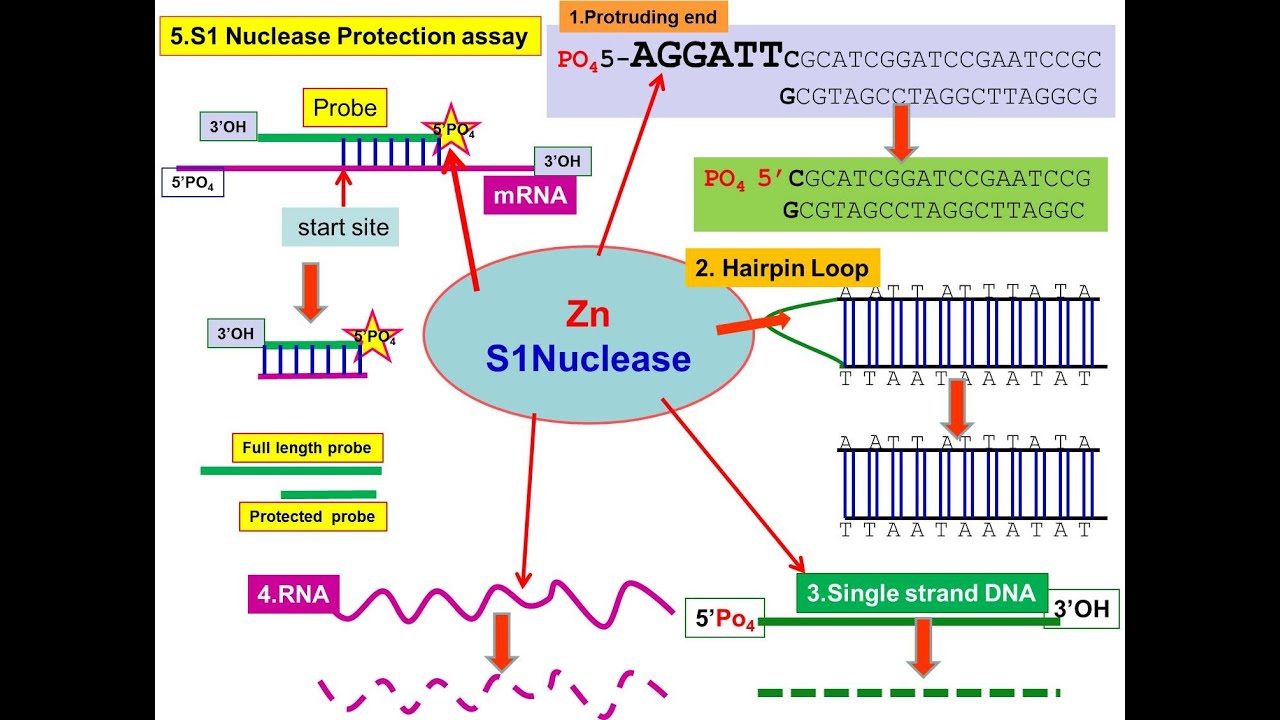 S1 Nuclease: S1 Mapping, endonuclease, S1–P1 family Aspergillus oryzae ...