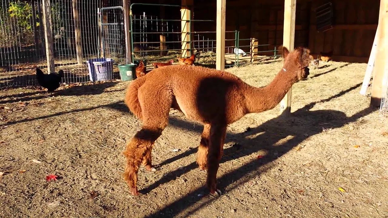 Alpaca with Menigeal Worm - Happy Feet - YouTube