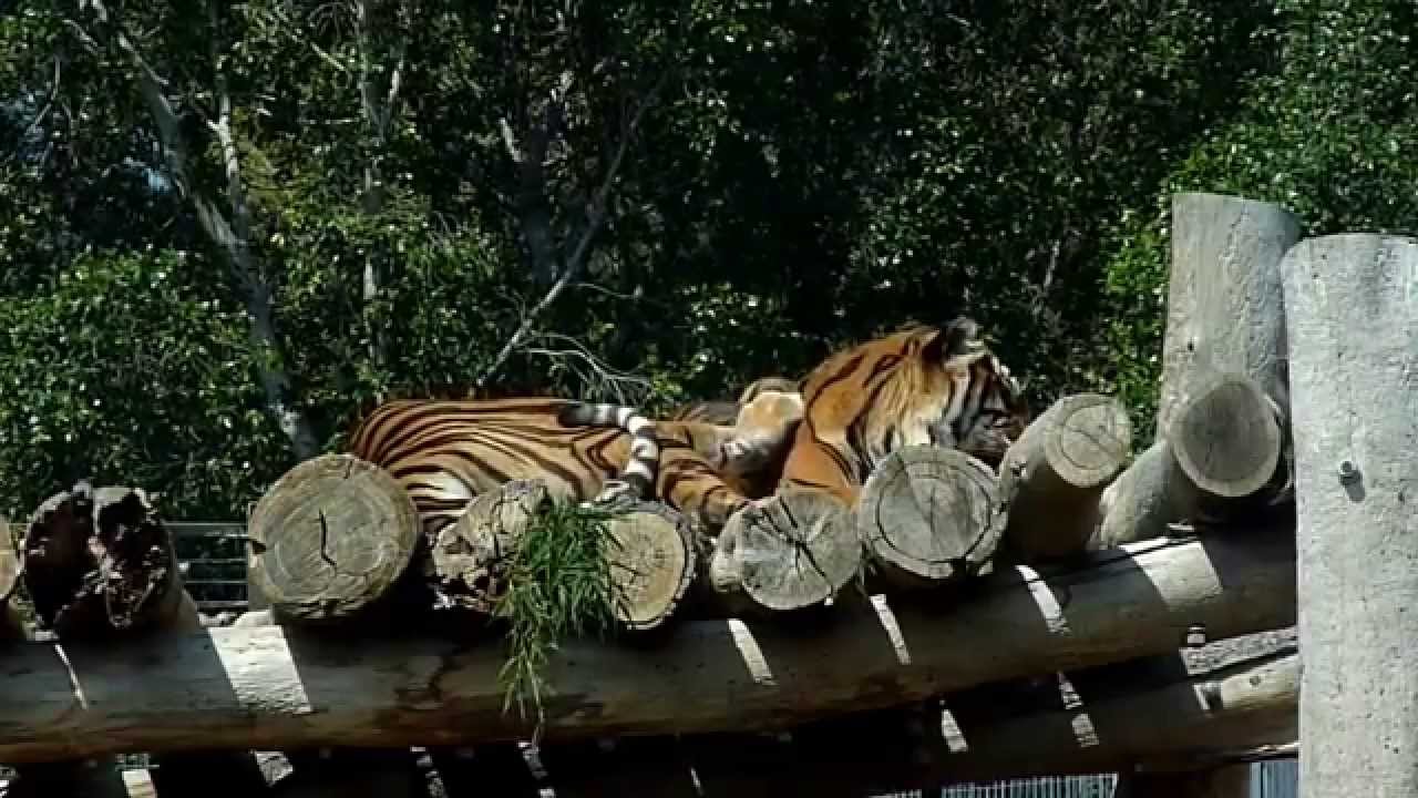 2014_03_22_New_Home_for_Tigers - YouTube