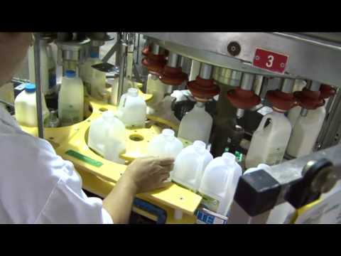 The Milk Process: From Farm To Fridge + Optional Interactive Quiz