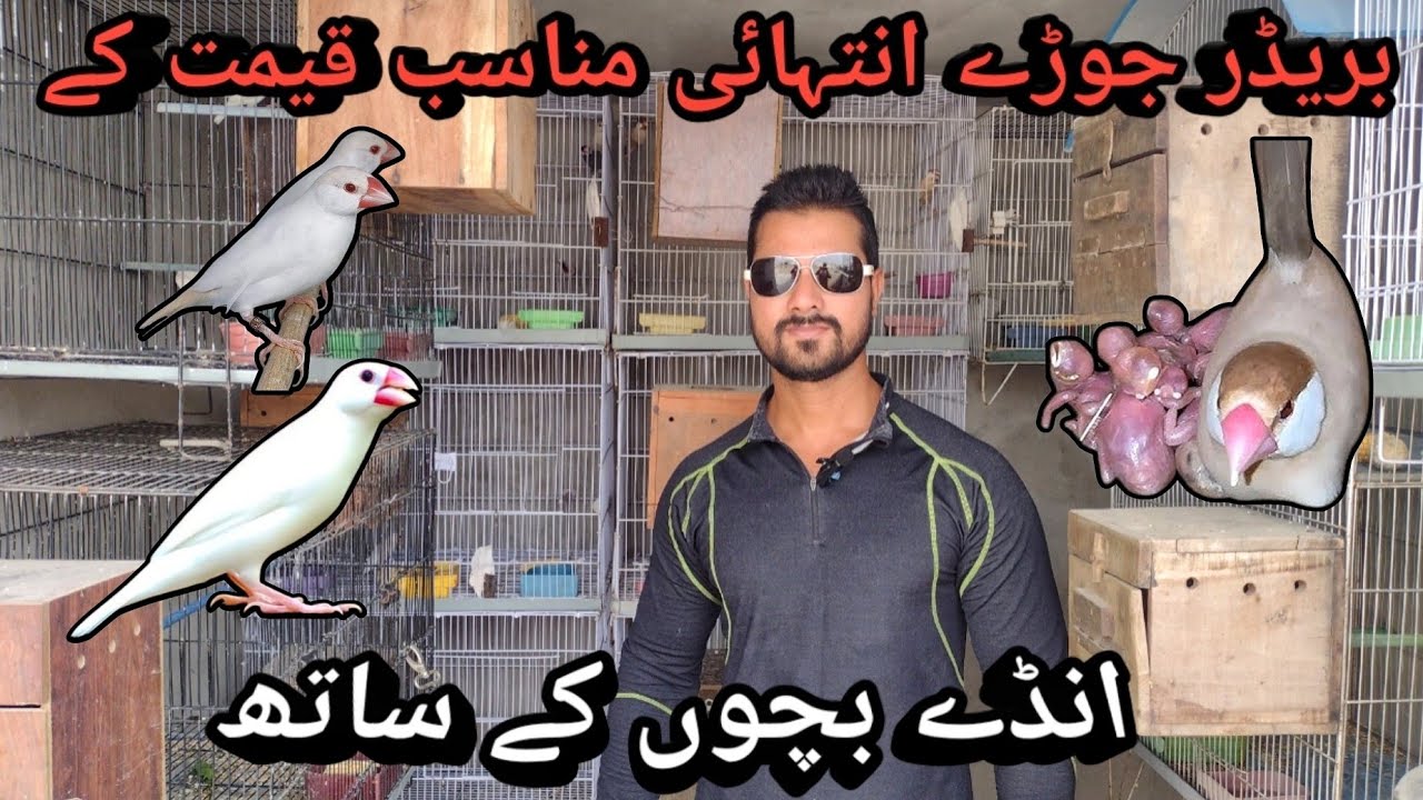 Java Sparrows Breeding Progress White , Silver , Opal , Fawn Java breeder Pairs | Jaal Rate ...