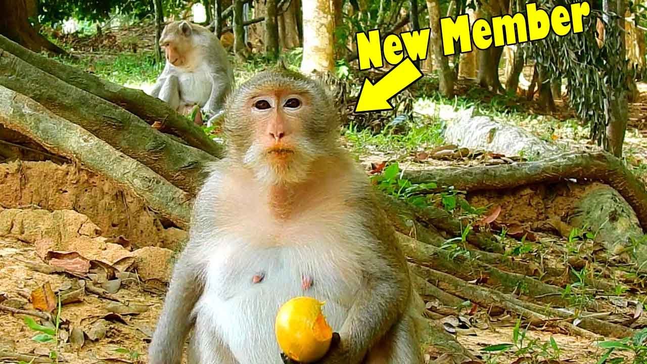 New Update! This Is The New Member Of Kiko So They Have Six Monkeys ...