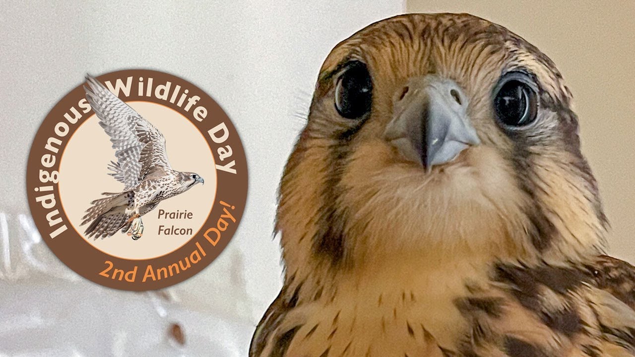 Indigenous Wildlife Day | Prairie Falcons - YouTube