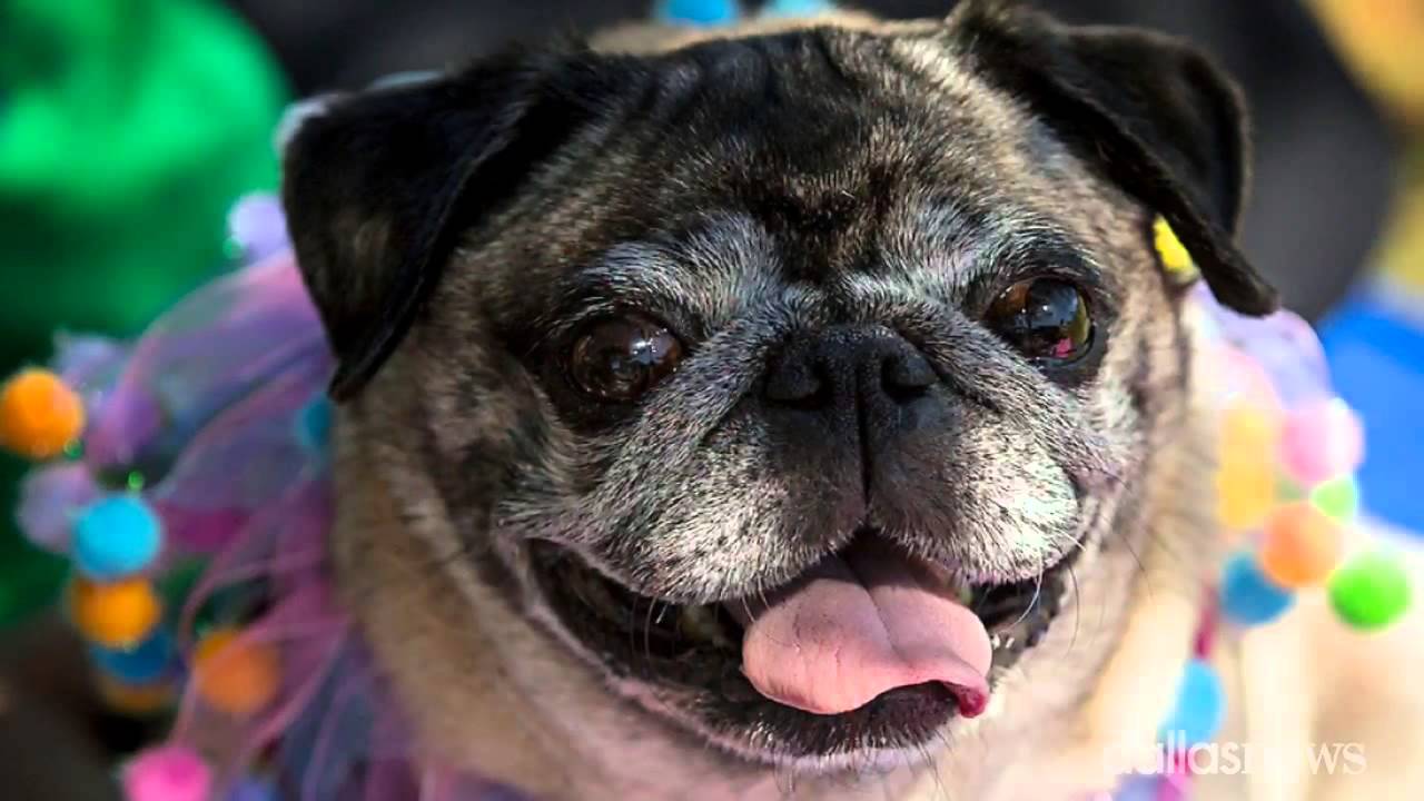 Pugs A Plenty At Pugapalooza - YouTube