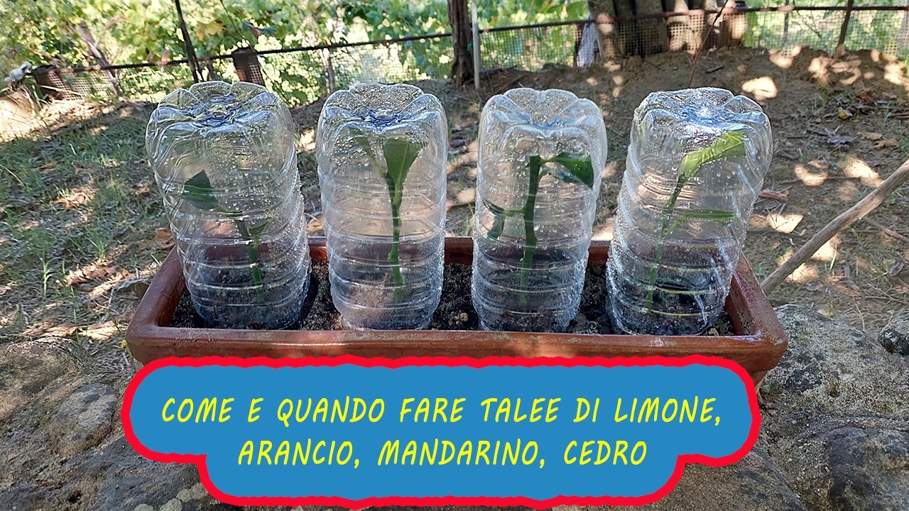 Talea di arancio, limone, mandarino, cedro. Come e quando si fanno le ...