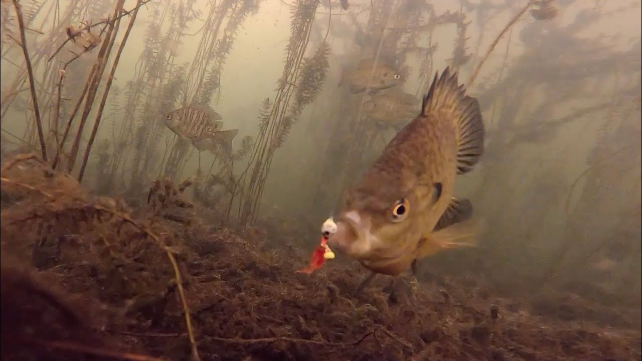 Ice Fishing Bass And Panfish | UNDERWATER FOOTAGE! - YouTube