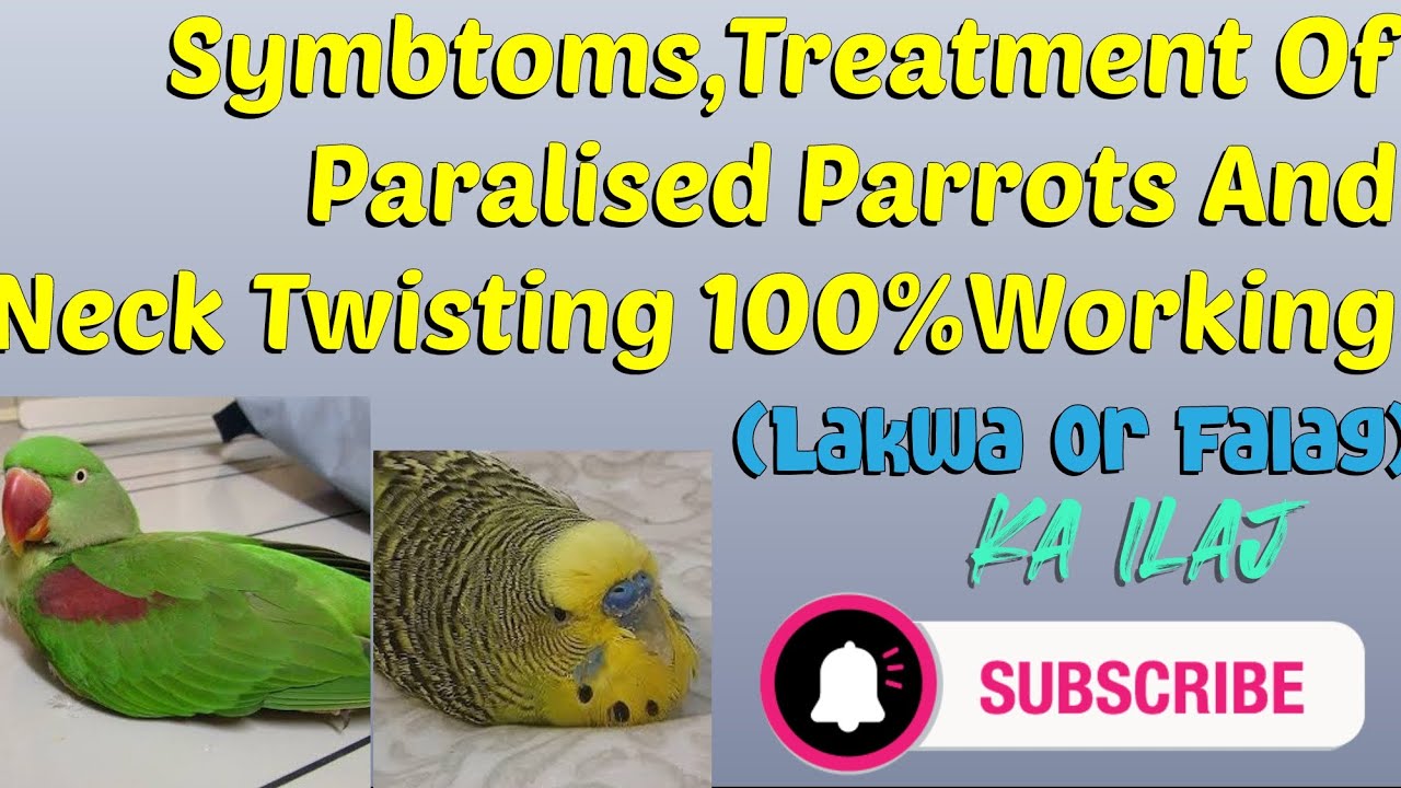 Symbtoms,Treatment of Paralised Parrots And Neck Twisting (Lakwa Or ...