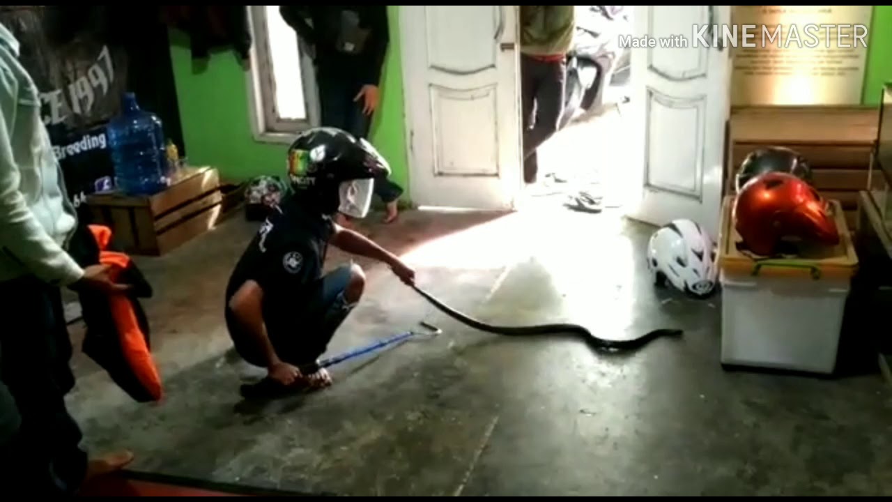 Belajar Menangkap Naja Sputatrix (Ular Sendok) Dengan Safety - YouTube