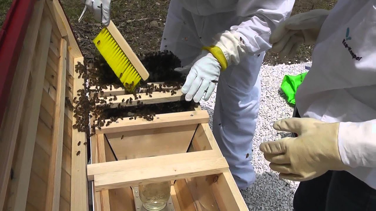 Top Bar Hive Package Bee Install - YouTube