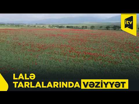 Lalə tarlaları turistlərin diqqətində: təhlükəsizlik məsələsi gündəmdə
