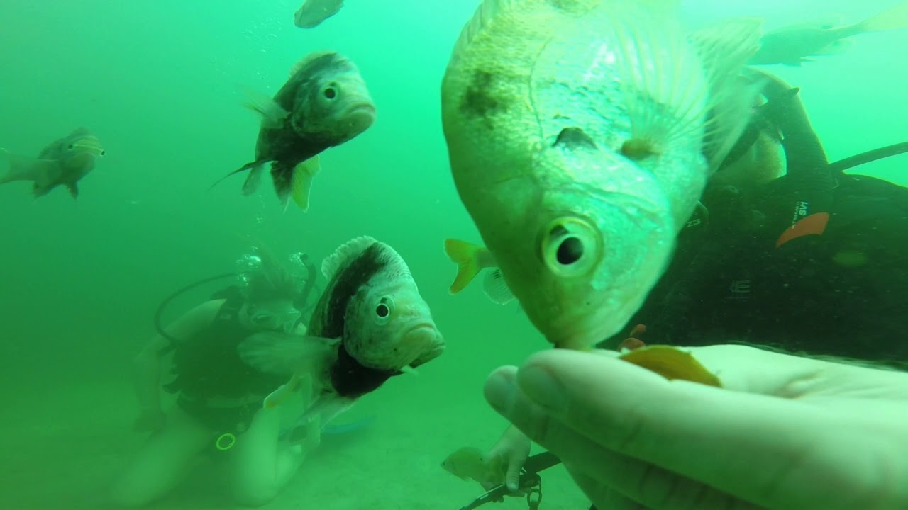 Dive Lake Denton 9 7 19 - YouTube