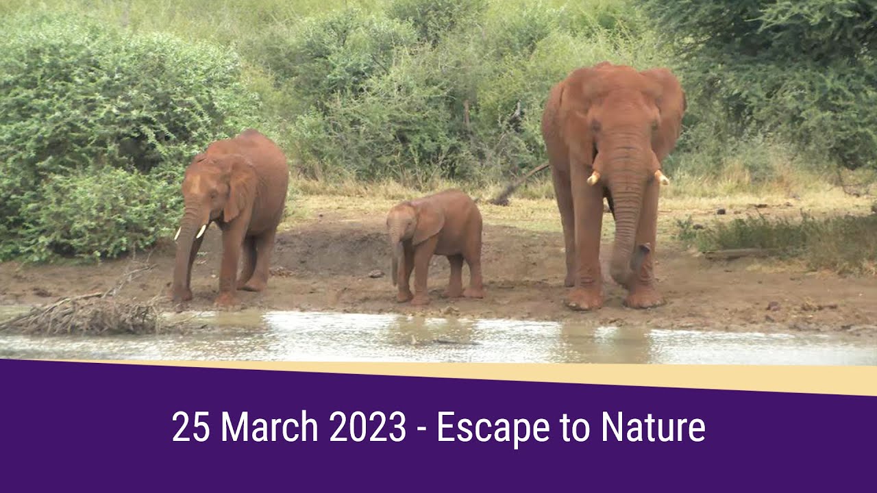 Escape to Nature Highlights 25 March 2023 - YouTube