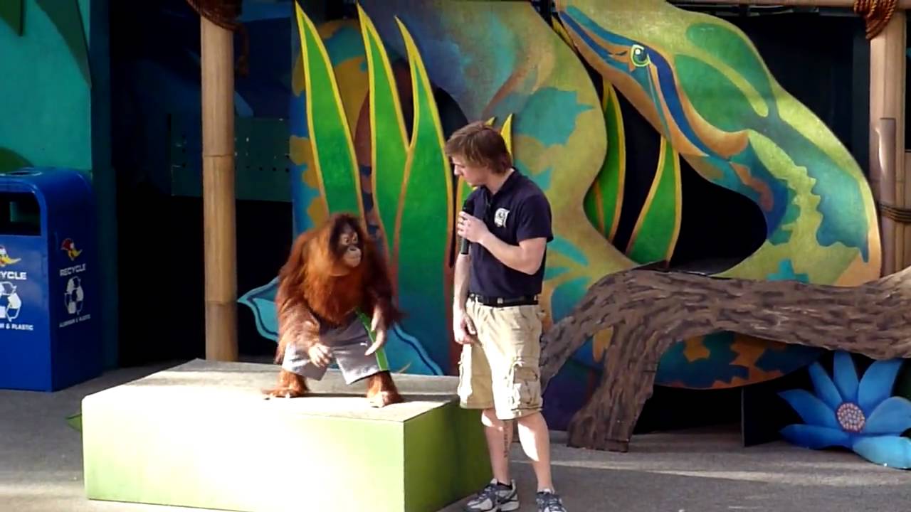 Universal Studios - Animal actors - The Monkey - YouTube