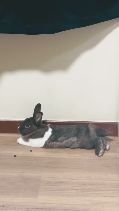 Happy rainy day my dearest bunny baby #baby #bunny #rabbit #simple # ...