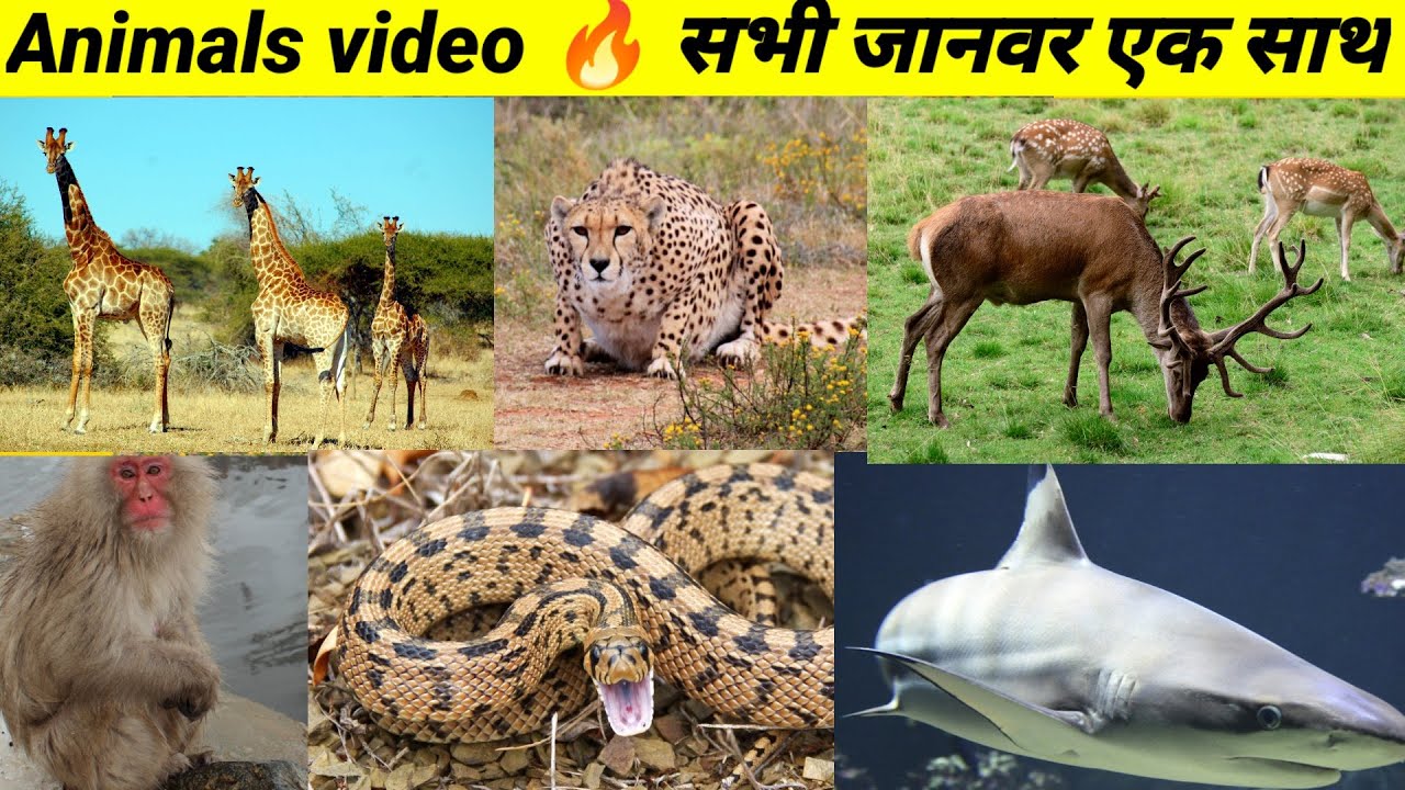 Wild Animals Video | Sabhi Janvar Ek Sath | Janvaro ki video | Wildlife ...