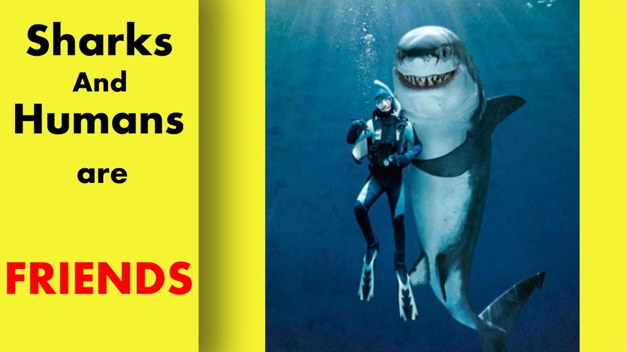 Shark and Humans are Friends | Shark fossil suggests common ancestor ...