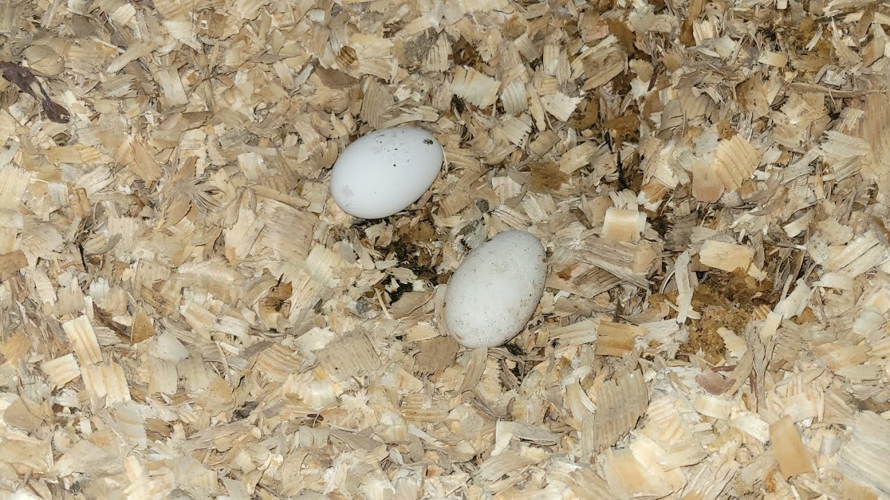 Embden goose layed her second egg! ( Goose nest update) - YouTube