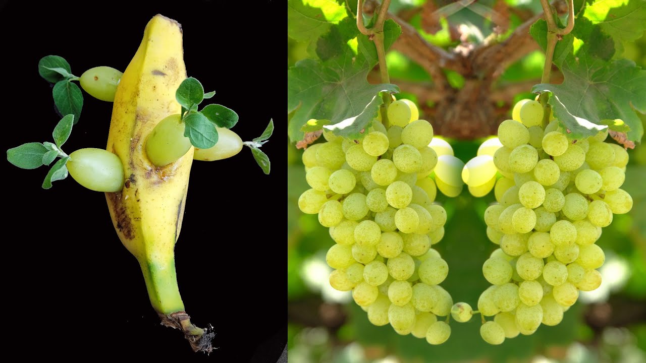How to Grow Grape Plants at Home Without Seeds with Banana - Easy Step ...