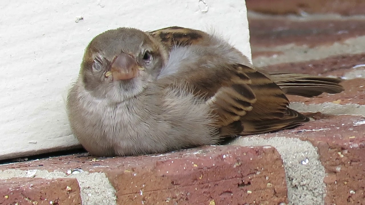 Female House Sparrow Trying to Sleep by Publix Grocery Store Carts ...