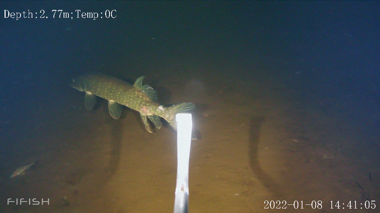 Damage Pike in the deep - YouTube