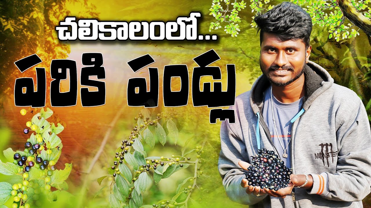 అడవిలో దొరికే పరికి పండ్లు || Pariki pandlu || Jackal Jujube fruits ...