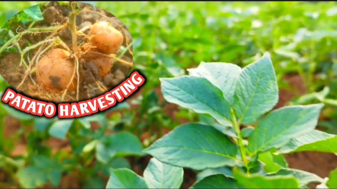 Patato harvesting in India | how to grow patato tree at village land ...
