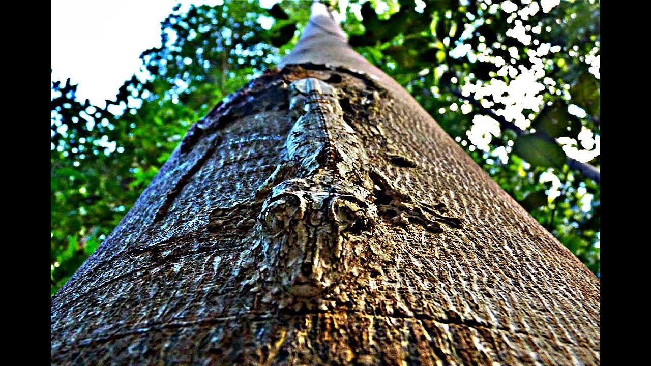 Los 10 CAMUFLAJES de Animales más INCREÍBLES. - YouTube