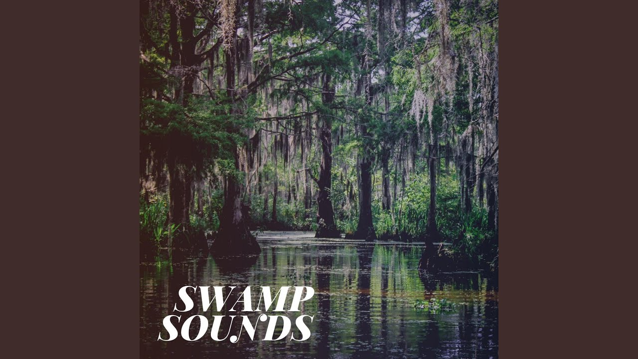 Swamp at Night - YouTube