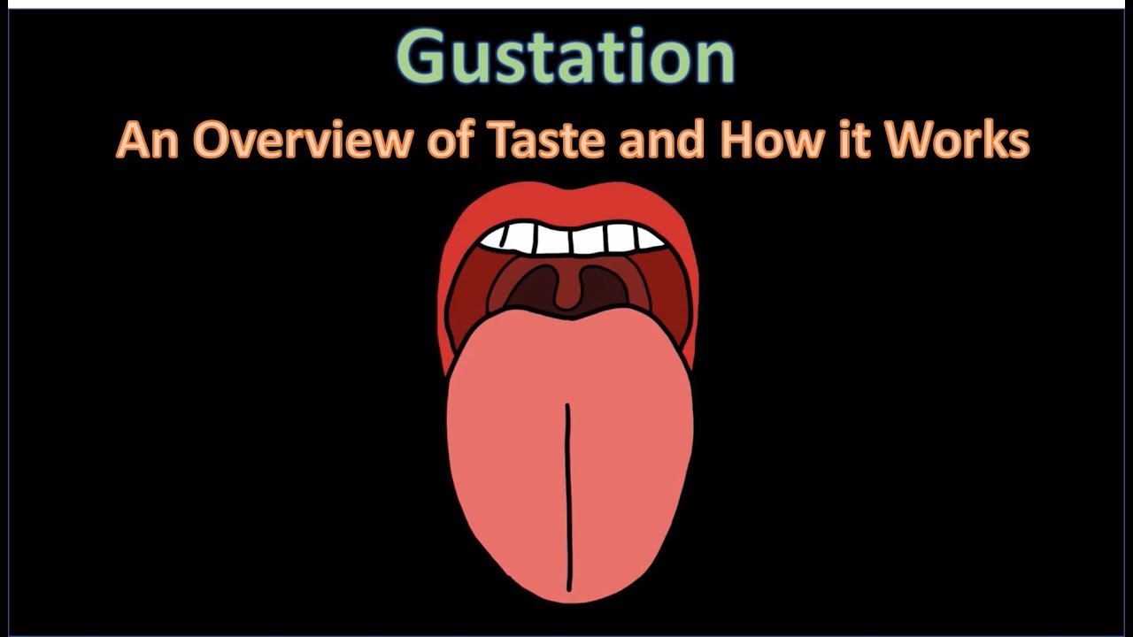Gustation: An Overview of Taste and How it Works - YouTube