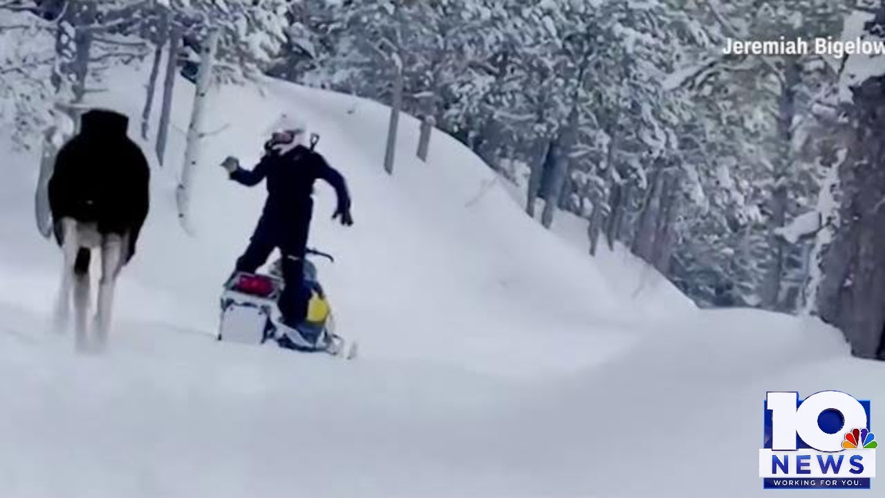 Moose charges at snow mobile riders - YouTube