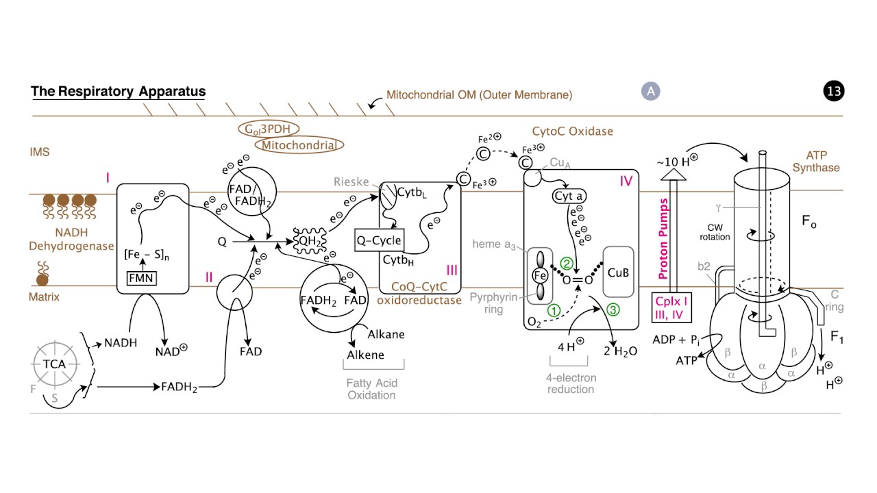 Respiration: Electron Transport and Oxidative Phosphorylation - YouTube