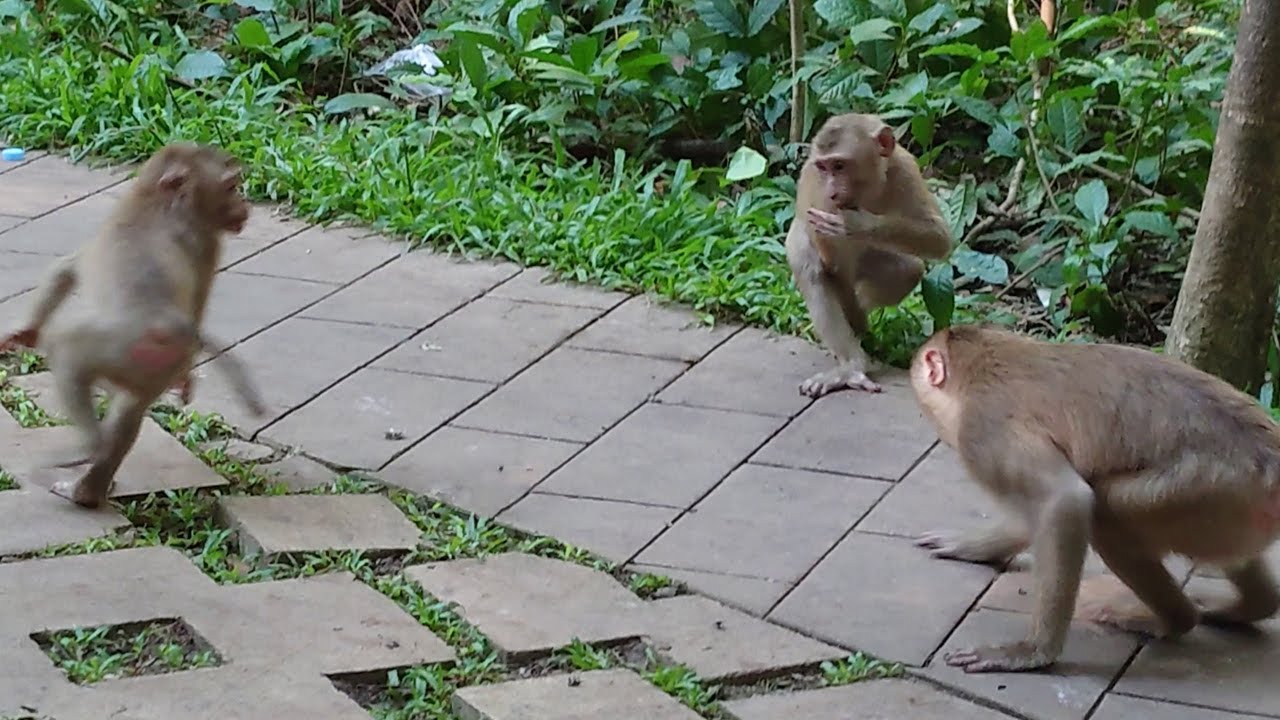 Funny Monkeys Have Fun Playing Around On The Road - YouTube