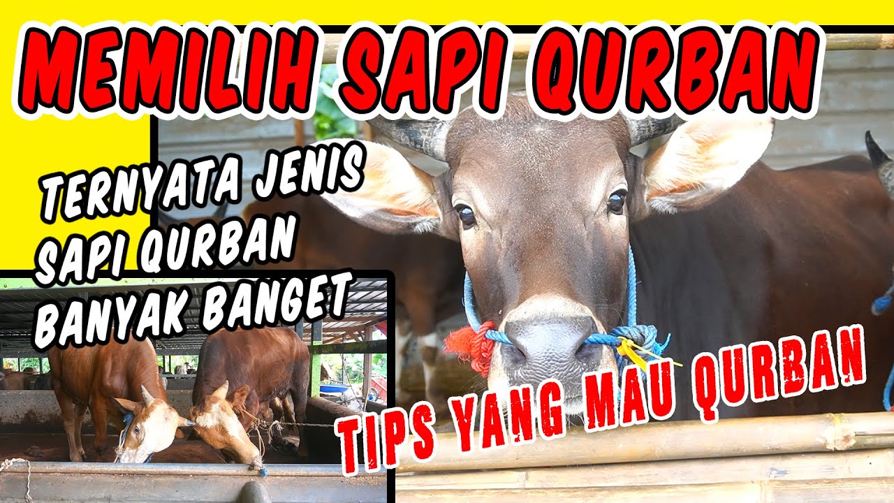 BAGAIMANA CARA MEMILIH SAPI QURBAN YANG BAIK ? | TIPS MEMILIH SAPI ...
