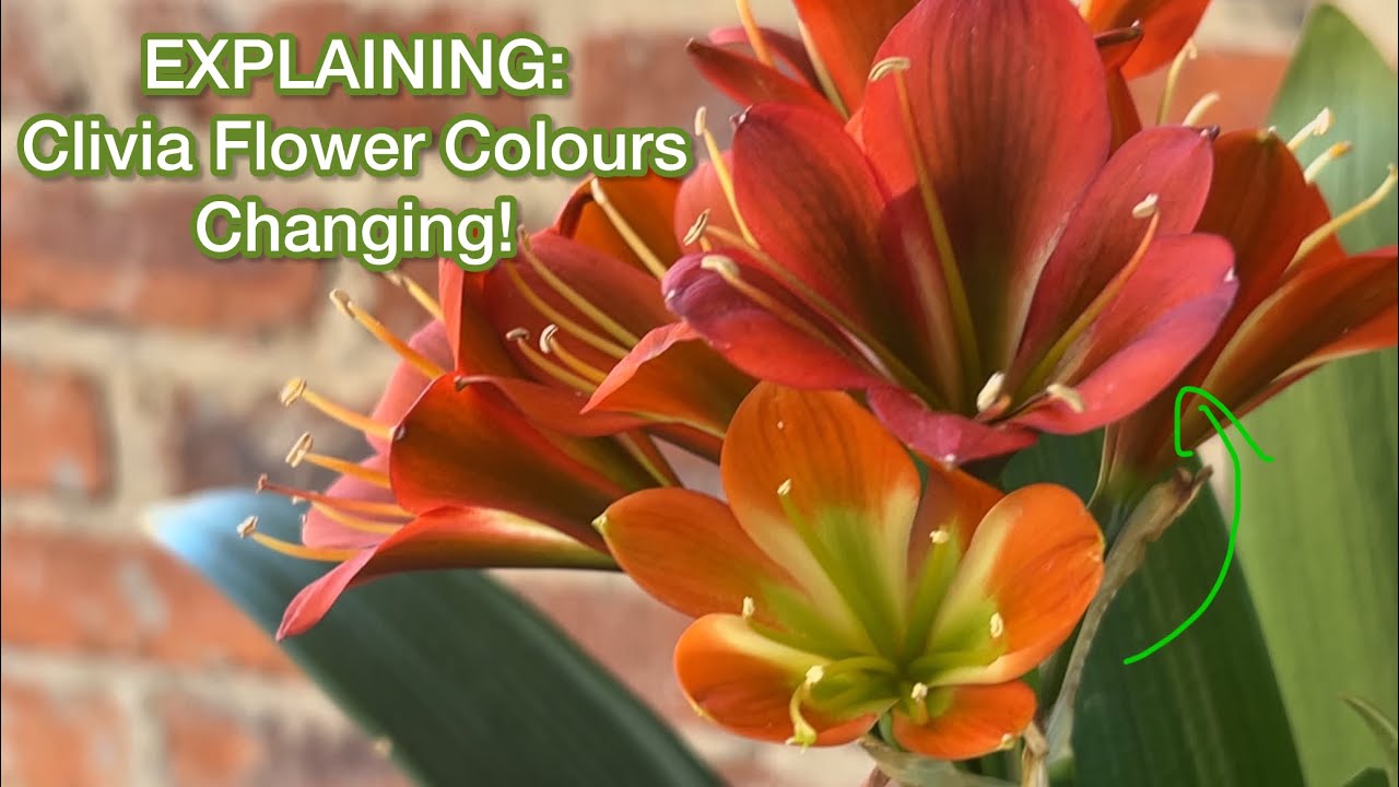 Explaining why clivia flowers colours change! - YouTube