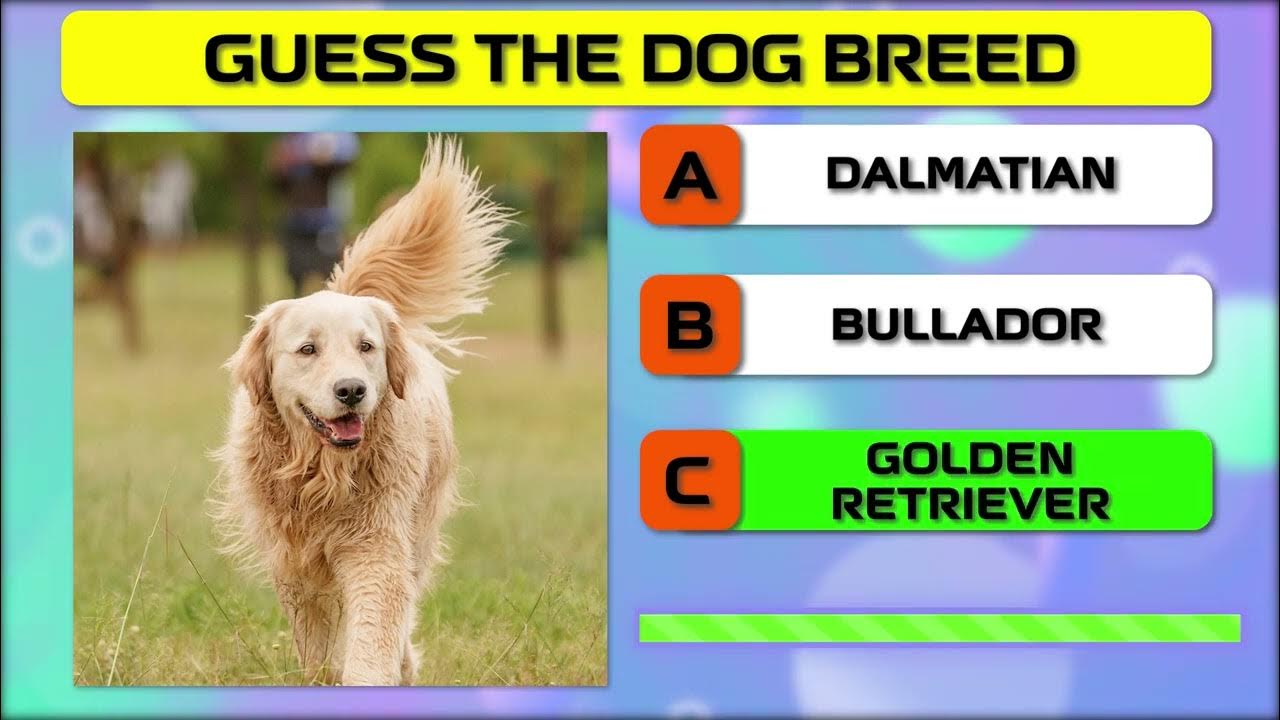 Guess the Dog Breed by Image | Guess the Dog Breed in 5 Seconds | Dog ...