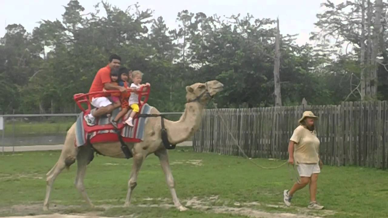 Camel Racing in Sunny Florida at Lion Country Safari in Palm Beach ...