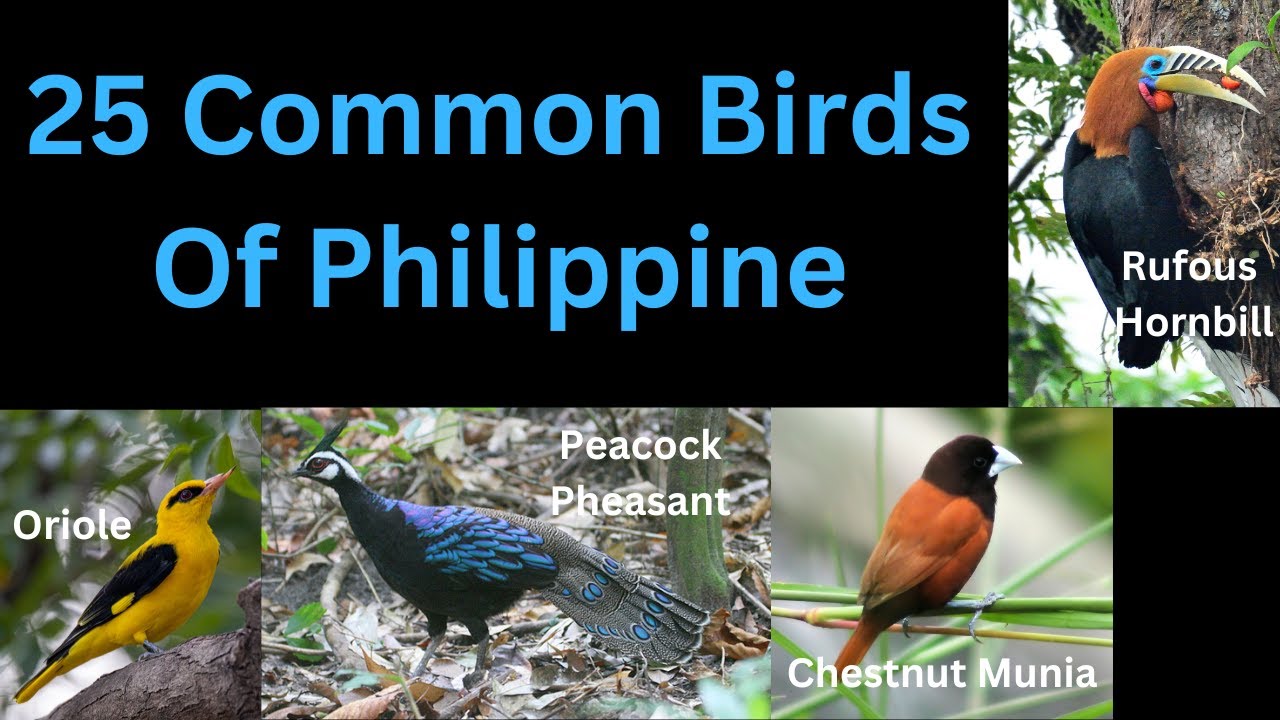 25 Common Birds Of Philippine - YouTube