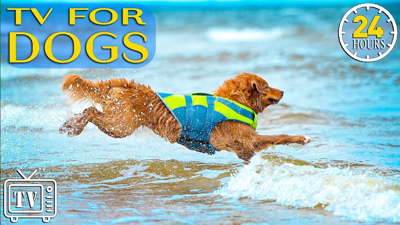 24 Hours Fast-Boredom Busting Videos for Dogs with Music: Anti Anxiety ...