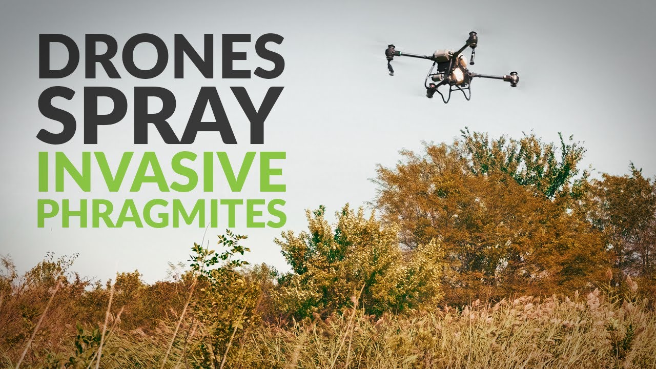 Spray Drones Target Invasive Phragmites at Missouri State Park - YouTube