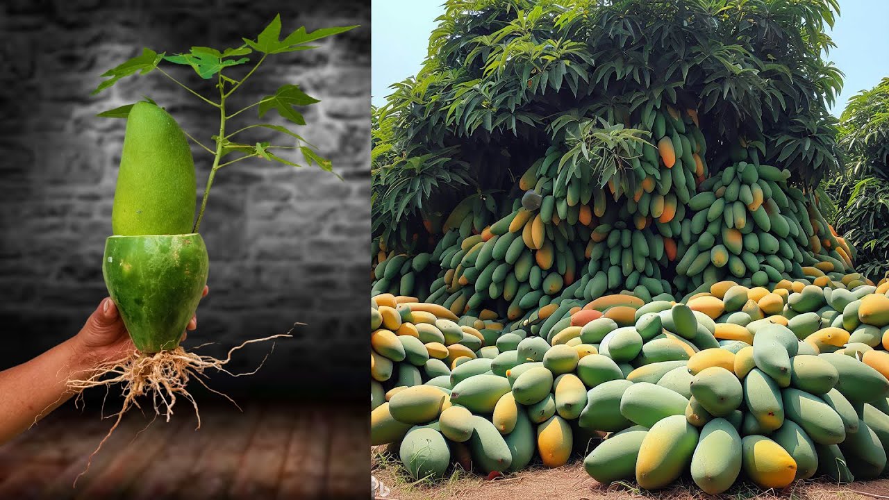 New Grafting mango tree technique How to combine mango with papaya to ...