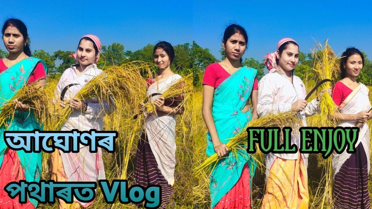 আঘোণৰ পথাৰত Vlog।। পথাৰত পোৰা Enjoy।। Aghunor Pothar।। Harvesting In ...