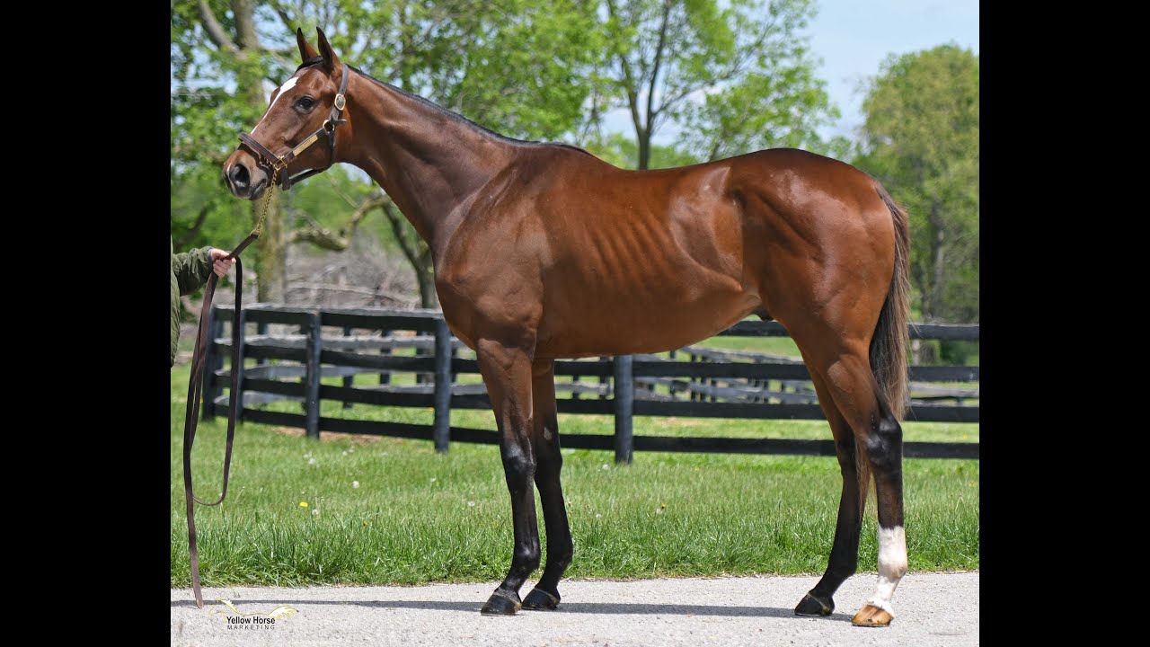 FOR SALE: 2019 Thoroughbred Colt by GUN RUNNER - YouTube