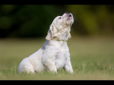 Labrador Dog barking Sound | Dog Barking Sounds - YouTube